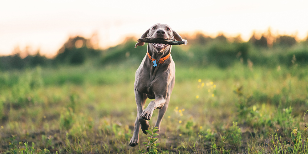 UK Dog Laws What You Need To Know Petsure UK