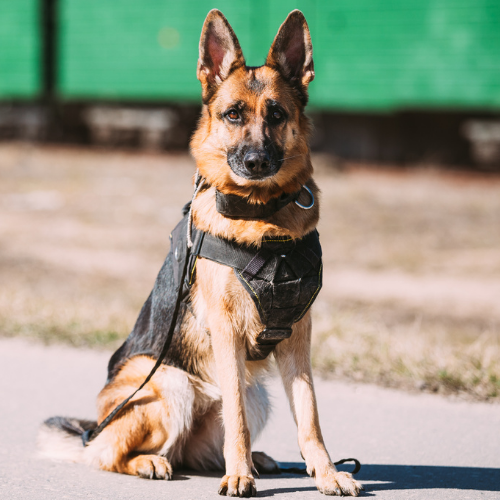 UK Dog Laws What You Need To Know Petsure UK UK Dog Laws What You Need To Know Petsure UK