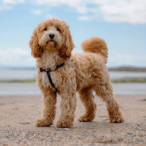 Female Dog Neutering Your Guide To Spaying Petsure